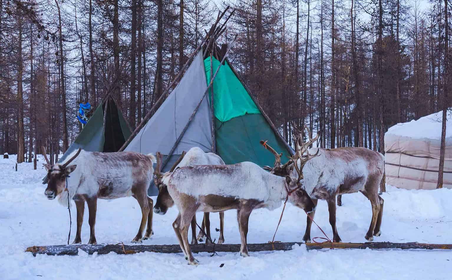 Tsaatan Mongolia: Life Among Nomadic Reindeer Herders