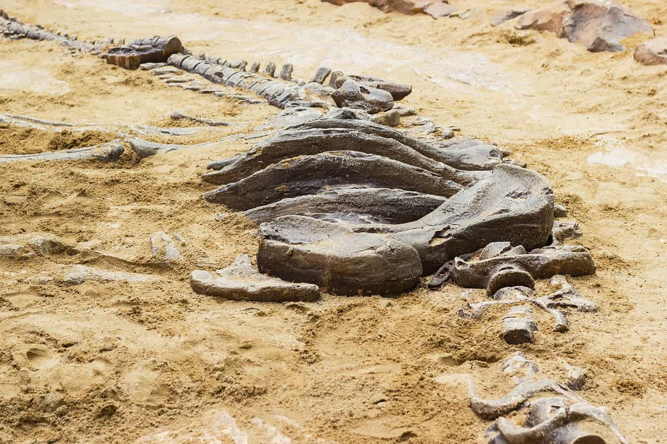 Exploring the Gobi Desert: Climate, Culture, and Wildlife