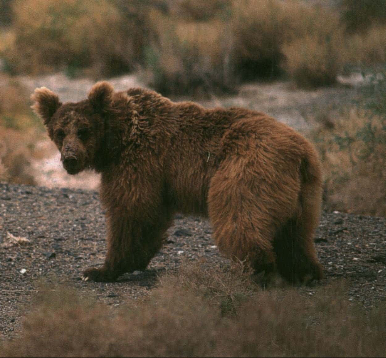 Gobi Bear: Conservation of the World's Rarest Bear Species