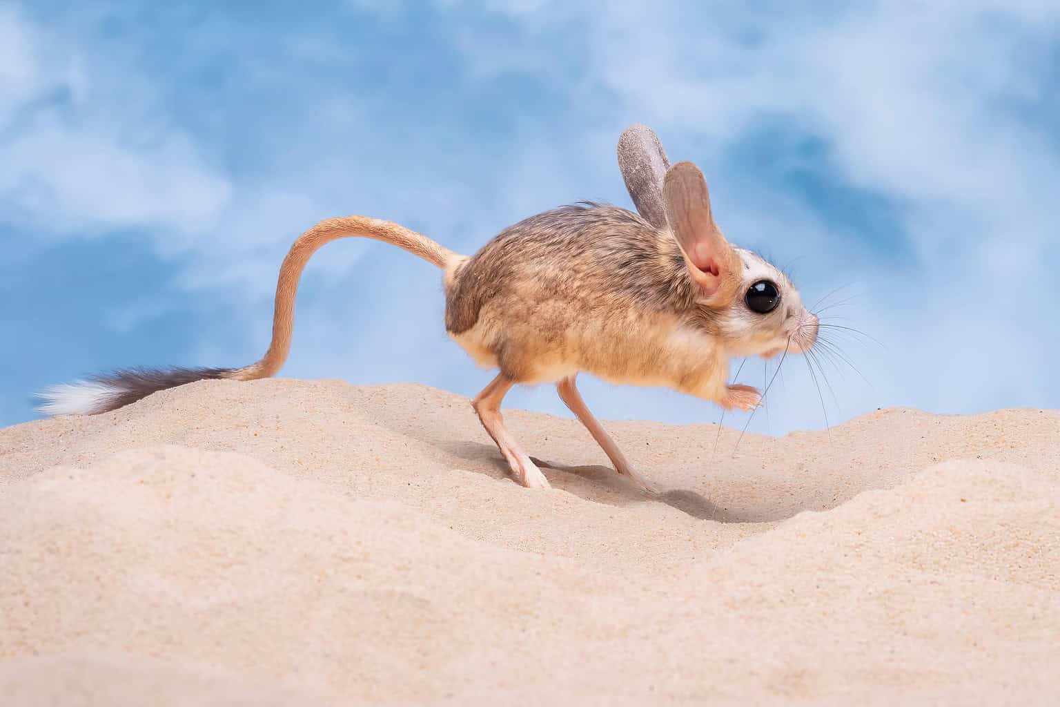 Unique Animals in Gobi Desert: Survival in Harsh Conditions