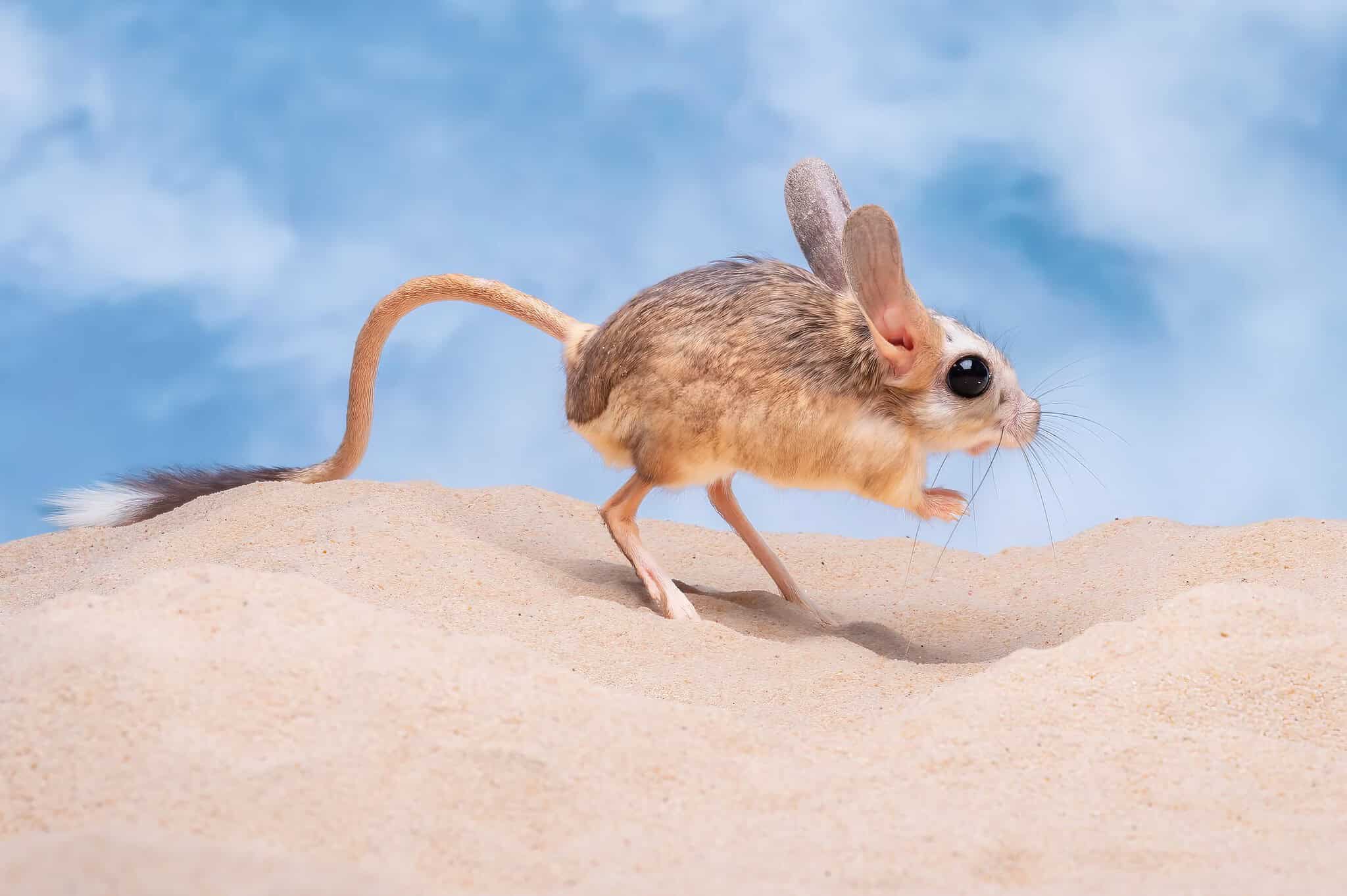 Animaux uniques du désert de Gobi : Survivre dans des conditions difficiles