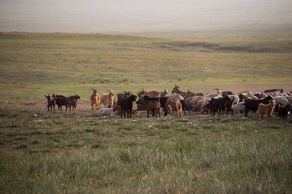 Steppe in Mongolia: Explore Its Vast Landscapes and Nomadic Life