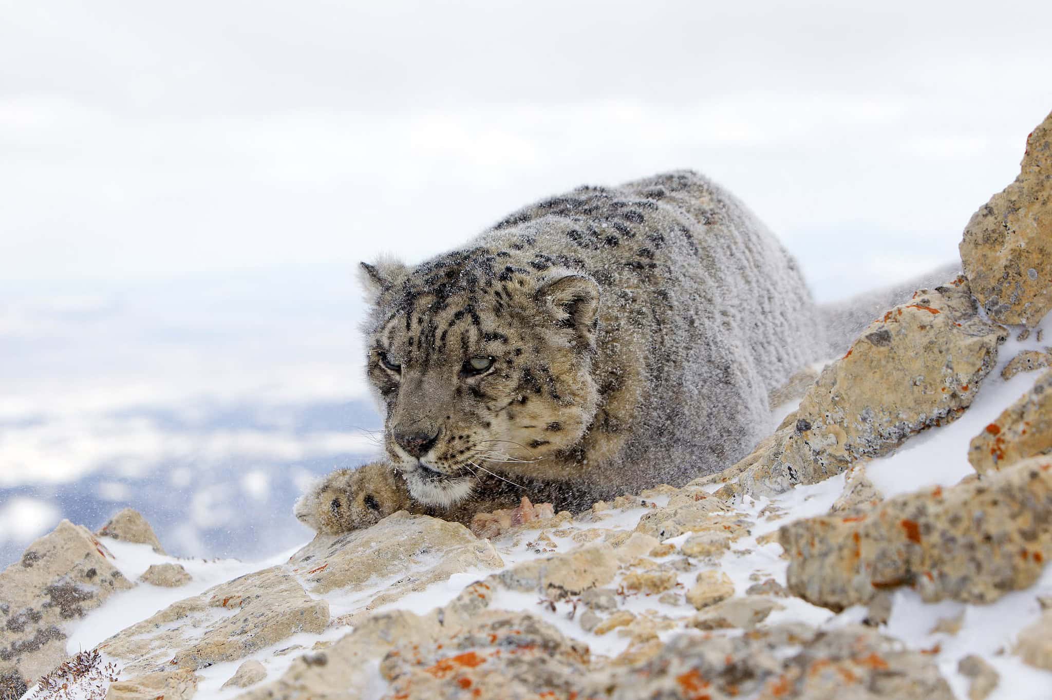 Snow Leopard in the Gobi: Survival in Harsh Desert Conditions
