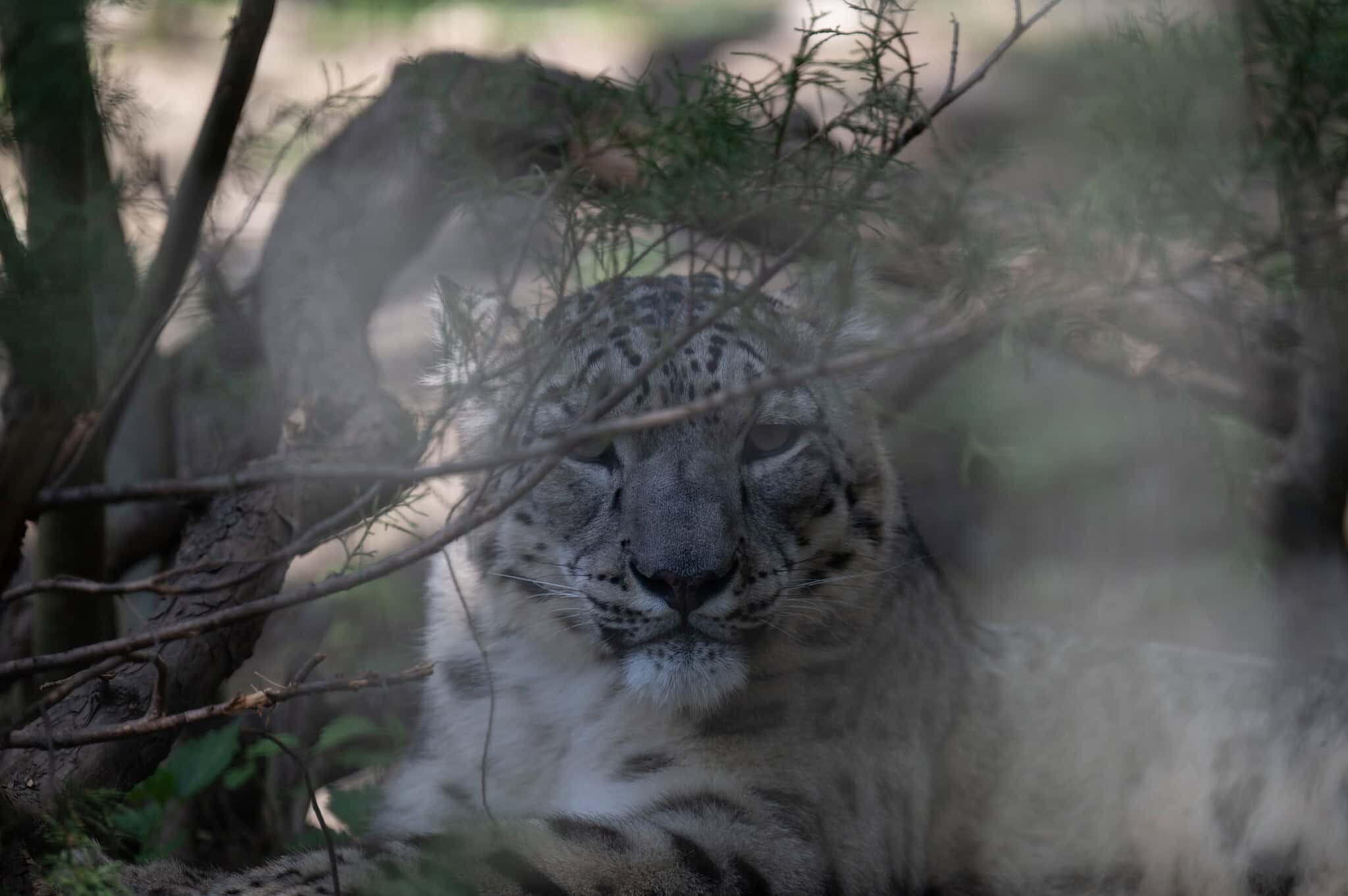 Snow Leopard in the Gobi: Survival in Harsh Desert Conditions