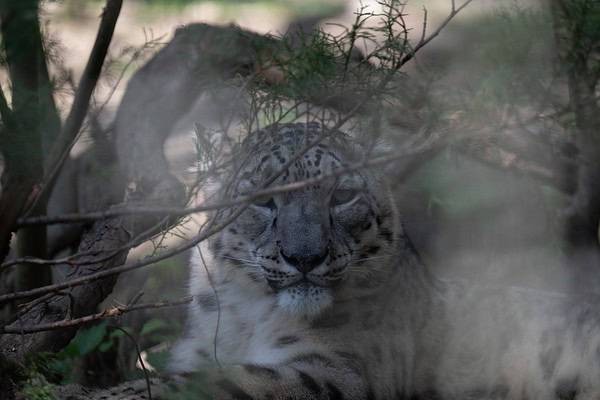 Snow Leopard in the Gobi: Survival in Harsh Desert Conditions