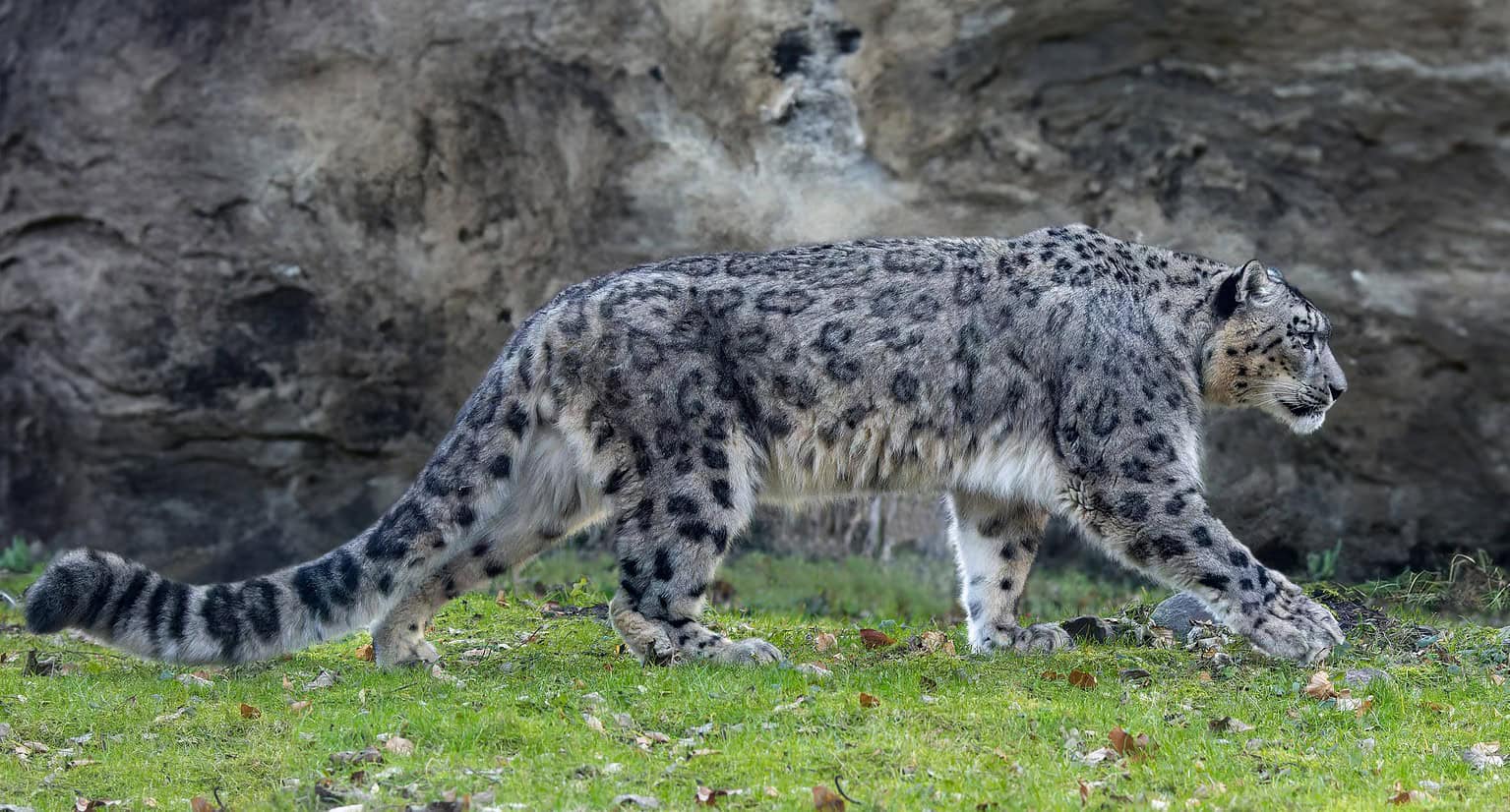Snow Leopard in the Gobi: Survival in Harsh Desert Conditions