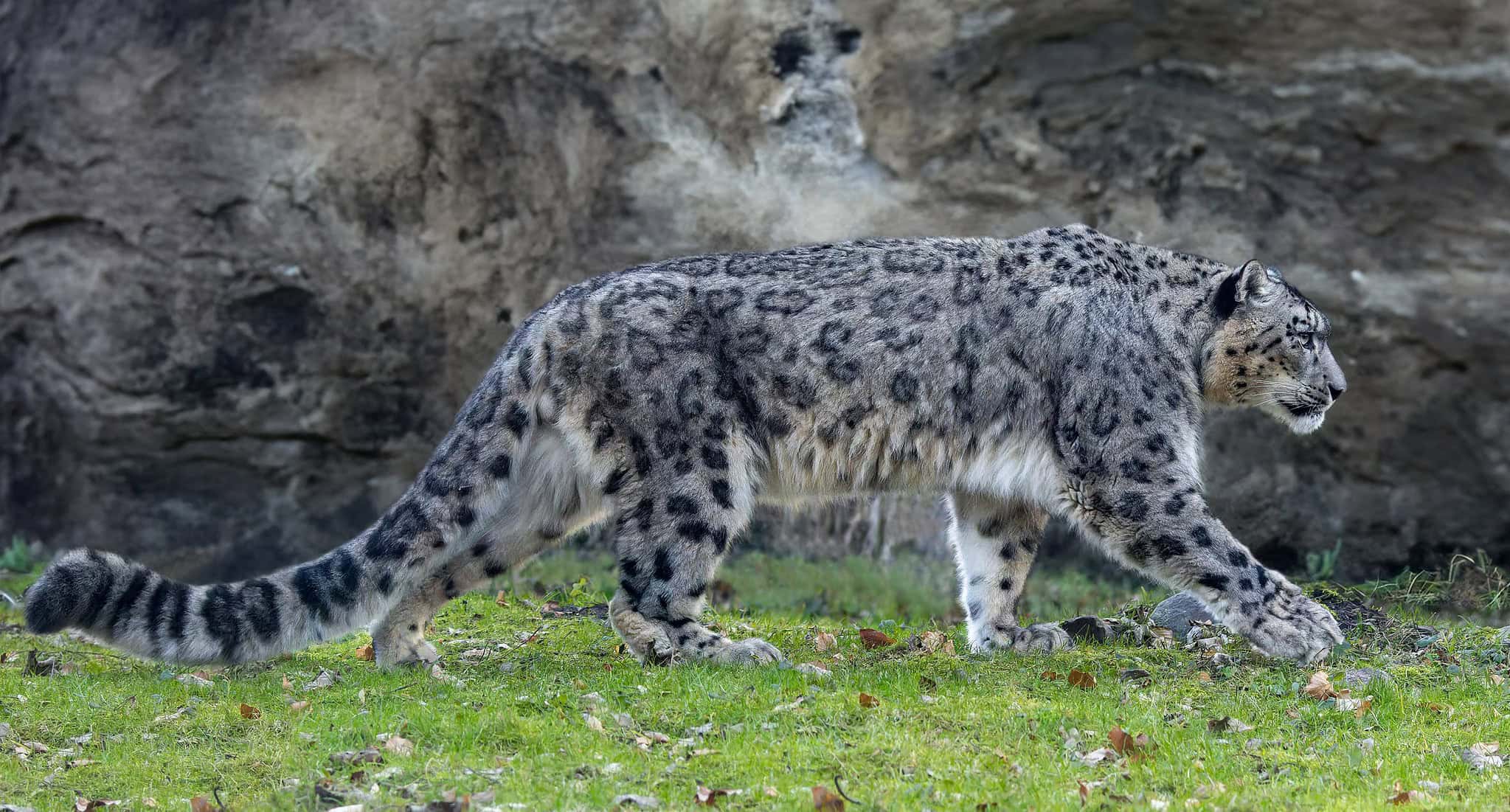 Snow Leopard in the Gobi: Survival in Harsh Desert Conditions