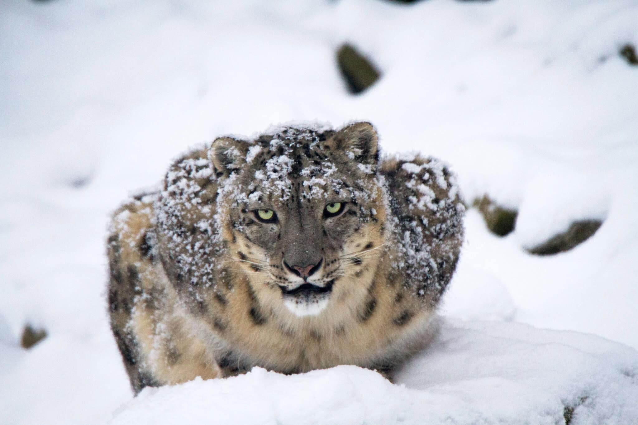 Snow Leopard in the Gobi: Survival in Harsh Desert Conditions