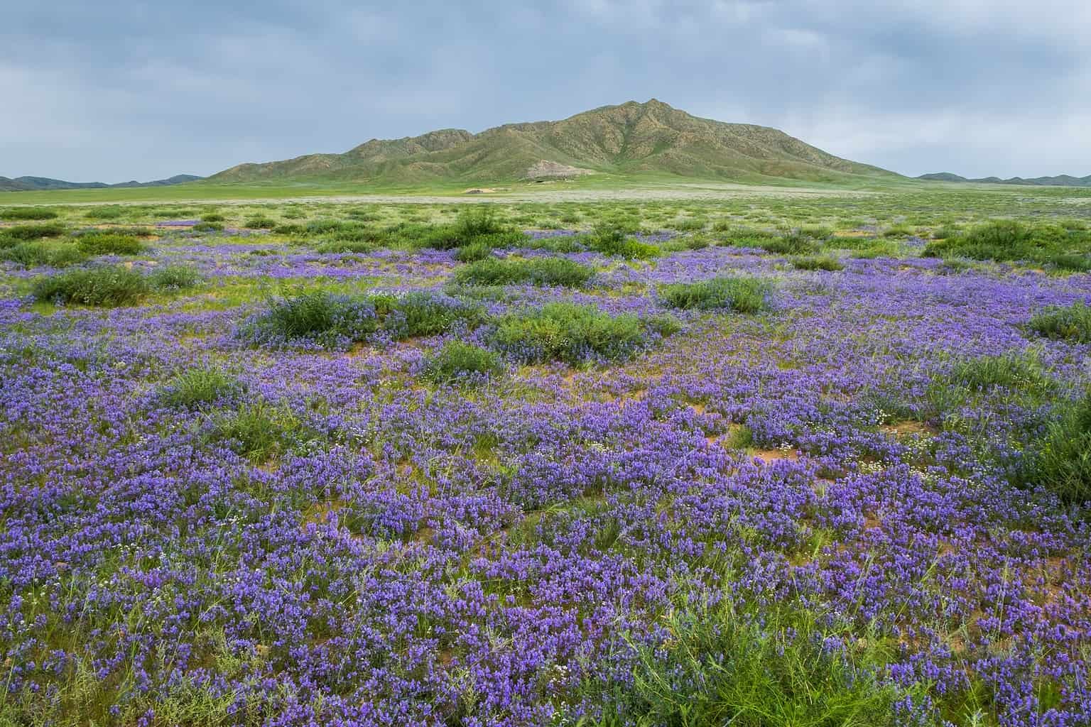 Steppe in Mongolia: Explore Its Vast Landscapes and Nomadic Life